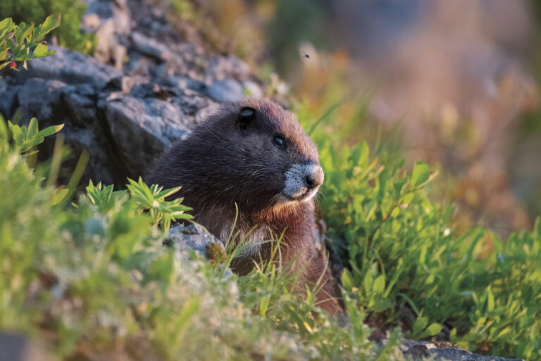 Hide and seek: The race to save the Vancouver Island Marmot | Canadian ...