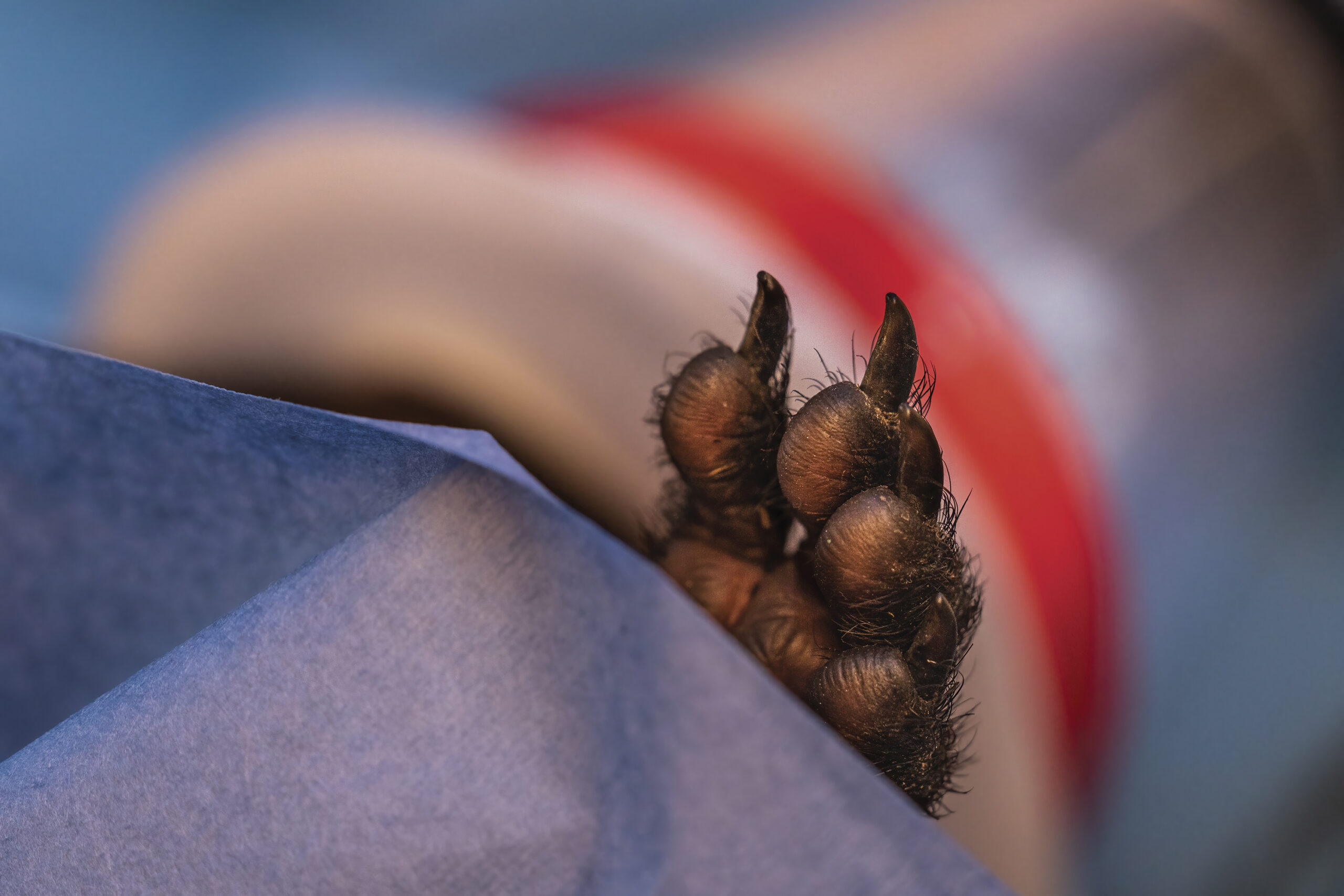 Hide and seek: The race to save the Vancouver Island Marmot | Canadian ...