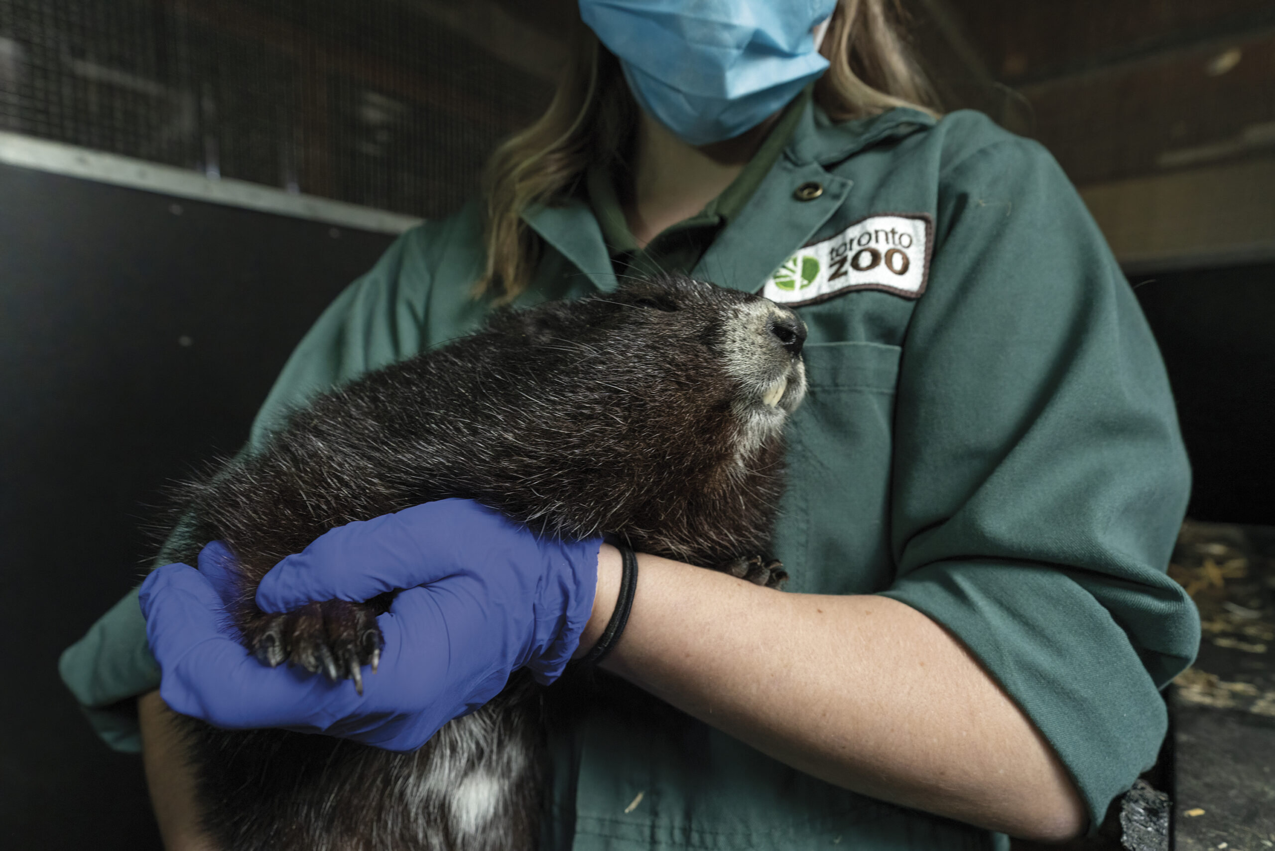Hide and seek: The race to save the Vancouver Island Marmot | Canadian ...