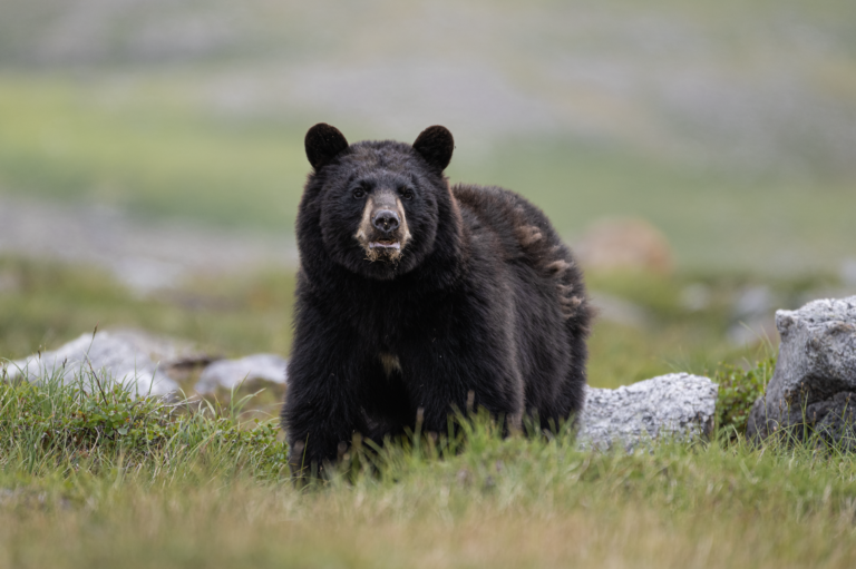 Wild adventures in Labrador | Canadian Geographic