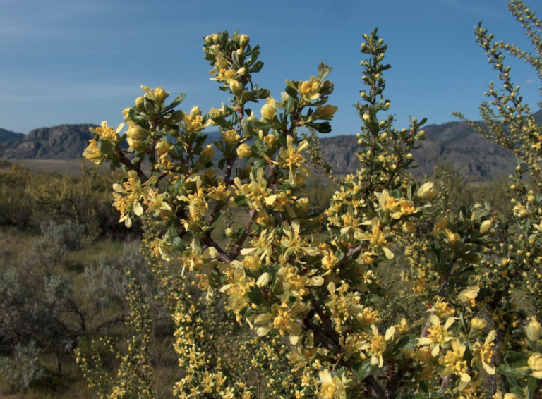 Deserts in Canada? A look at some of the country’s most desert-like ...