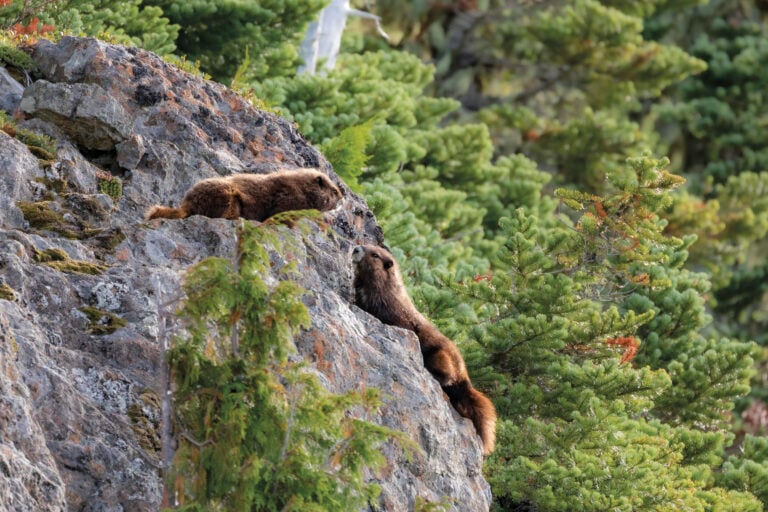 Hide and seek: The race to save the Vancouver Island Marmot | Canadian ...