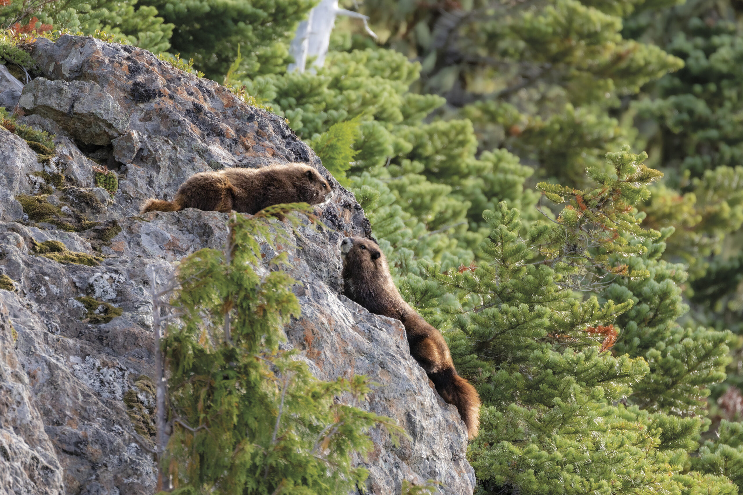 Hide and seek: The race to save the Vancouver Island Marmot | Canadian ...