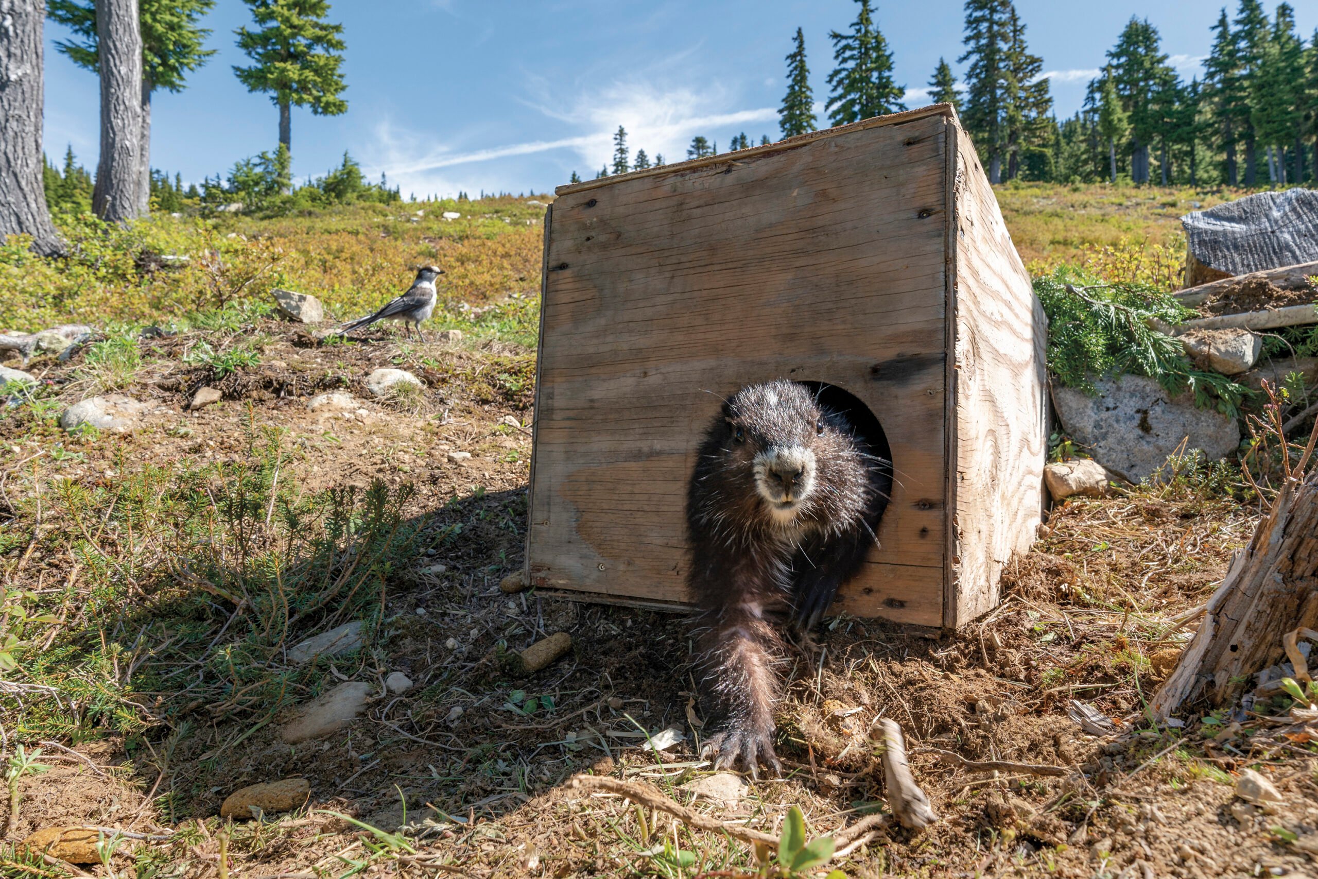 Hide and seek: The race to save the Vancouver Island Marmot | Canadian ...