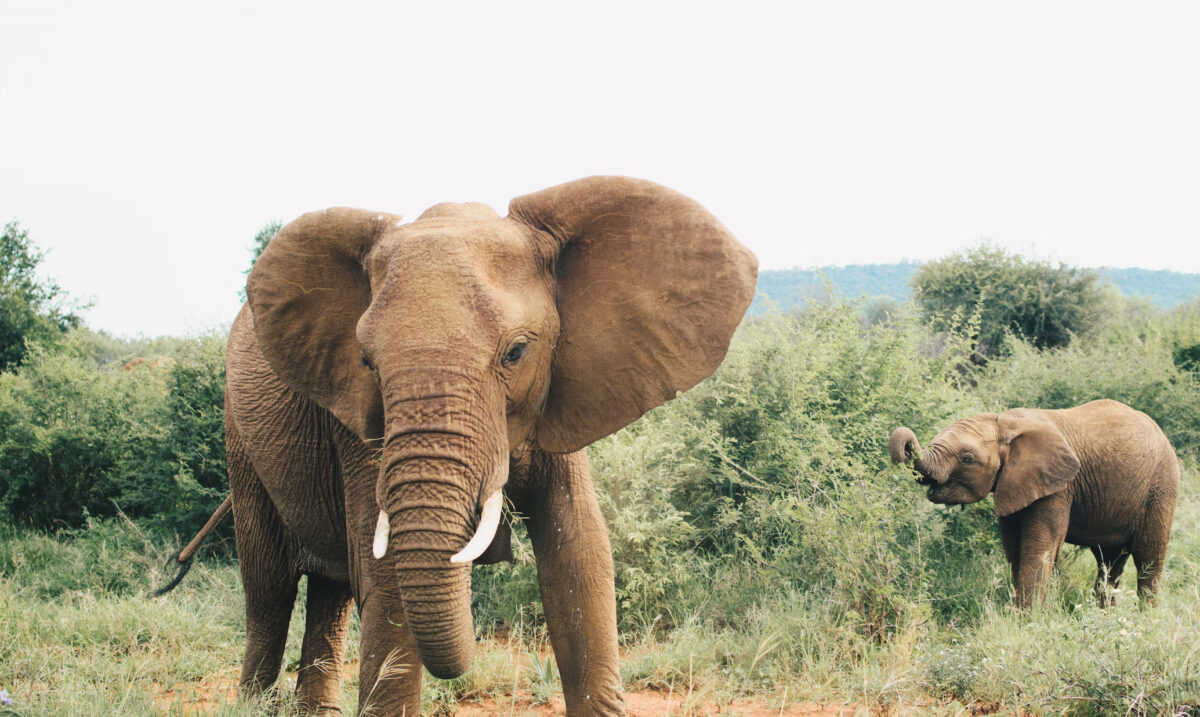 Wildlife Wednesday: how bees are helping to solve elephant-human ...