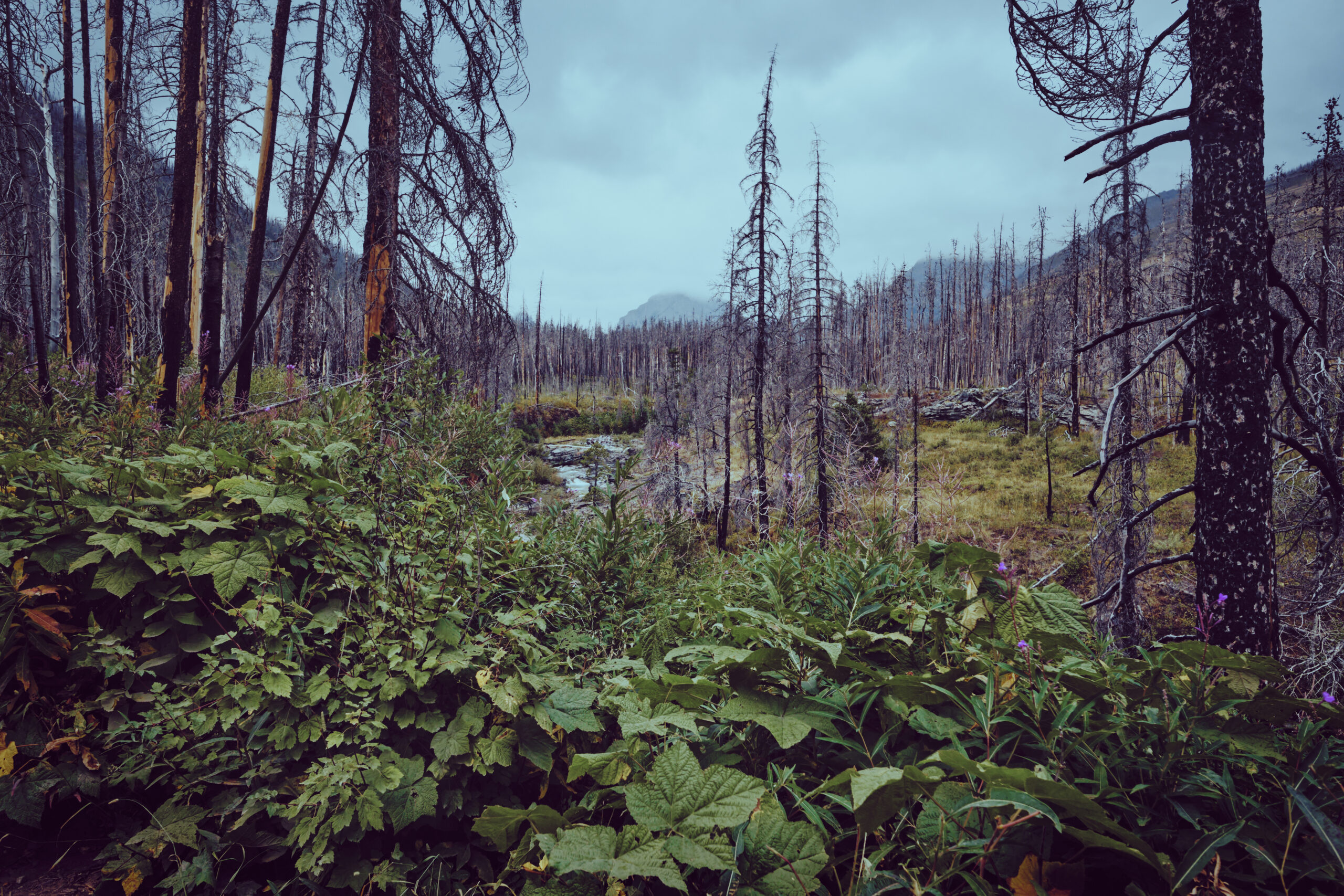 Digital map shows Alberta wildfires in near real-time | Canadian Geographic