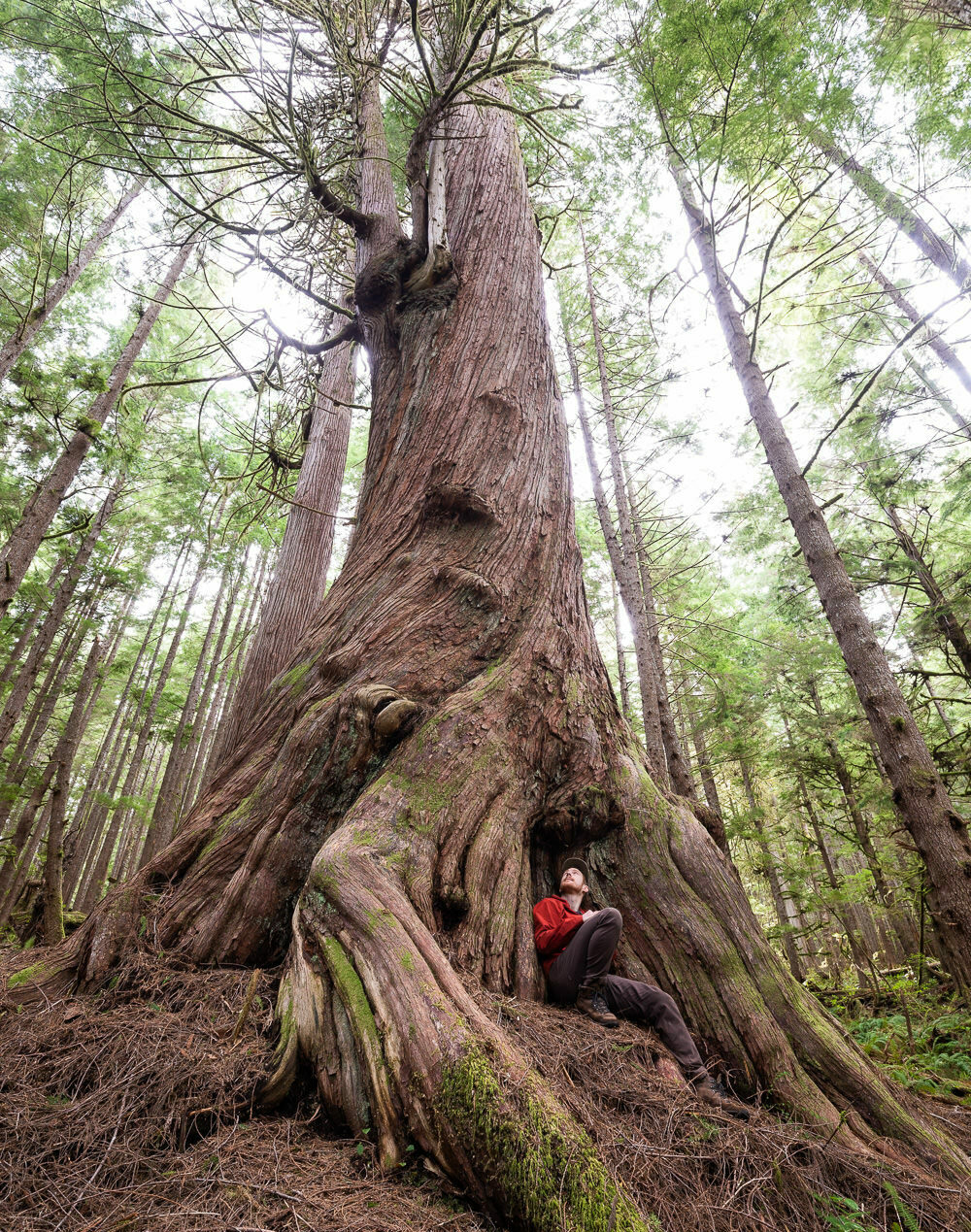 Big tree hunters: saving the last untouched areas of the planet ...