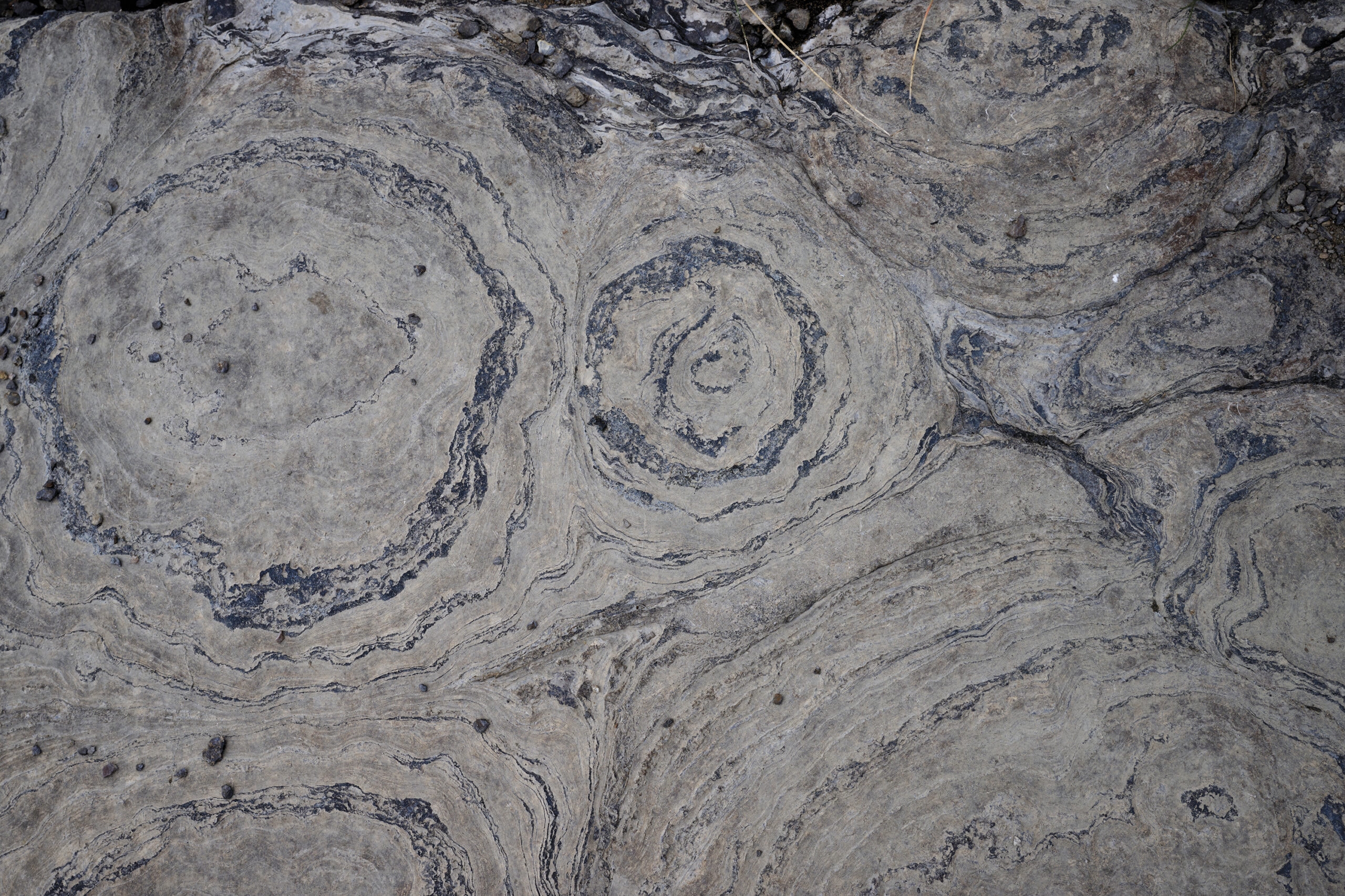 Written in stone: What fossils can tell us about the future | Canadian ...