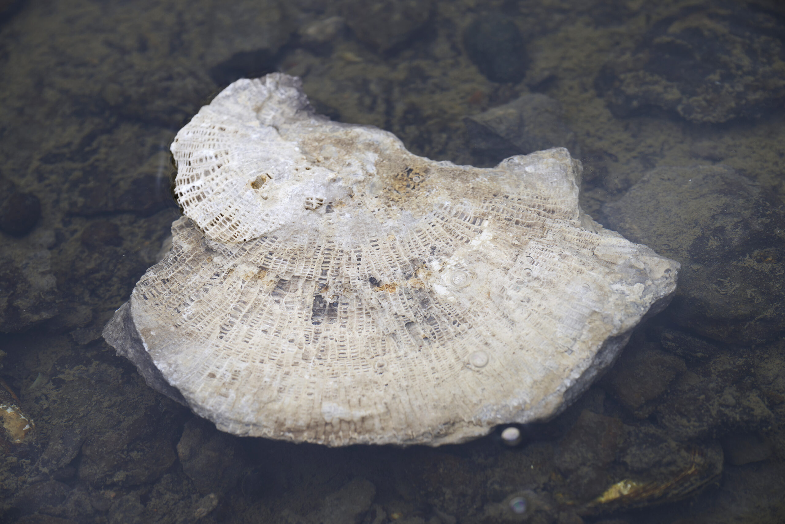 Written in stone: What fossils can tell us about the future | Canadian ...