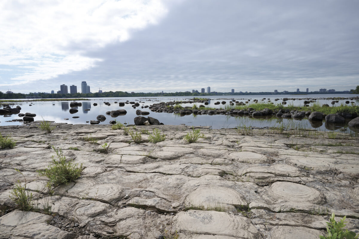 Written in stone: What fossils can tell us about the future | Canadian ...