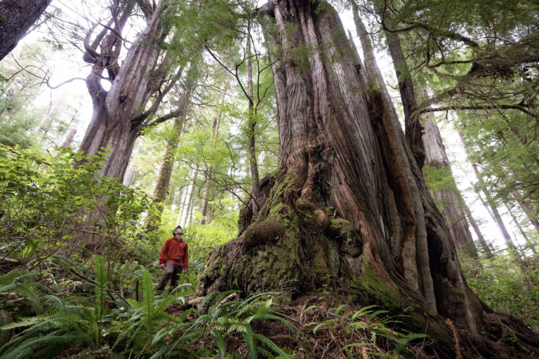 Big tree hunters: saving the last untouched areas of the planet ...