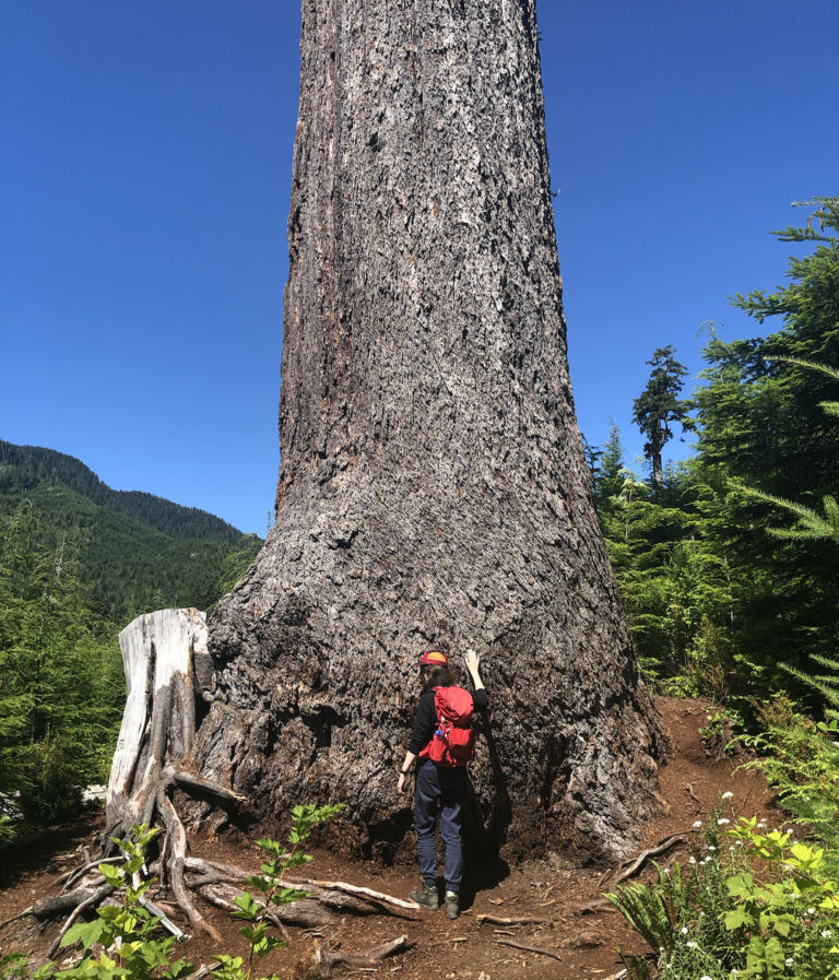 Big tree hunters: saving the last untouched areas of the planet ...