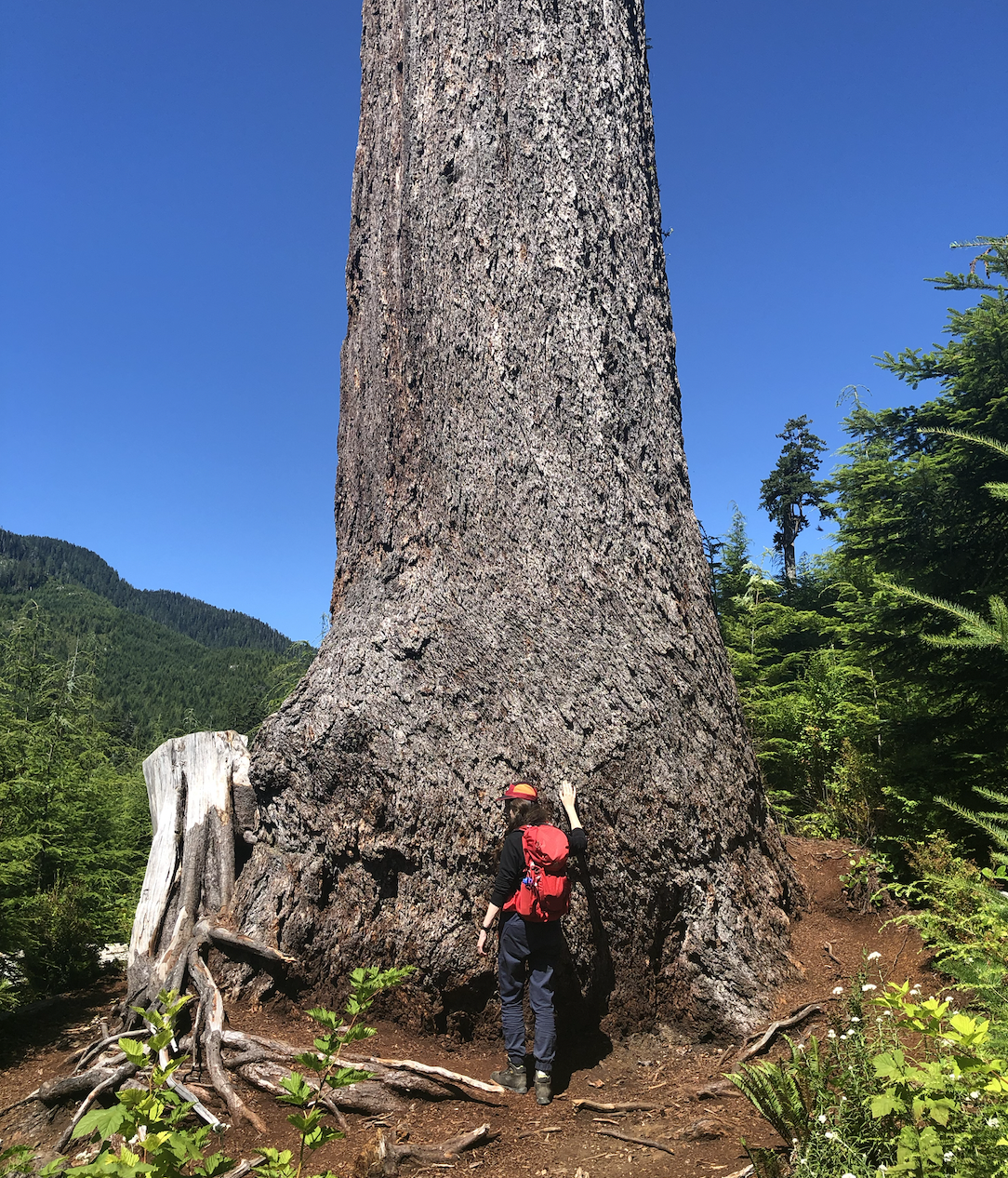 Big tree hunters: saving the last untouched areas of the planet ...