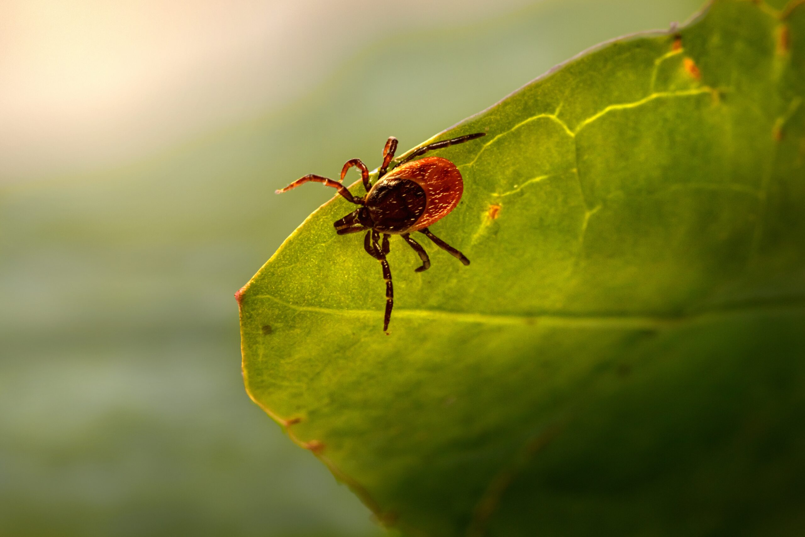 Map shows the spread of blacklegged ticks across Canada | Canadian ...