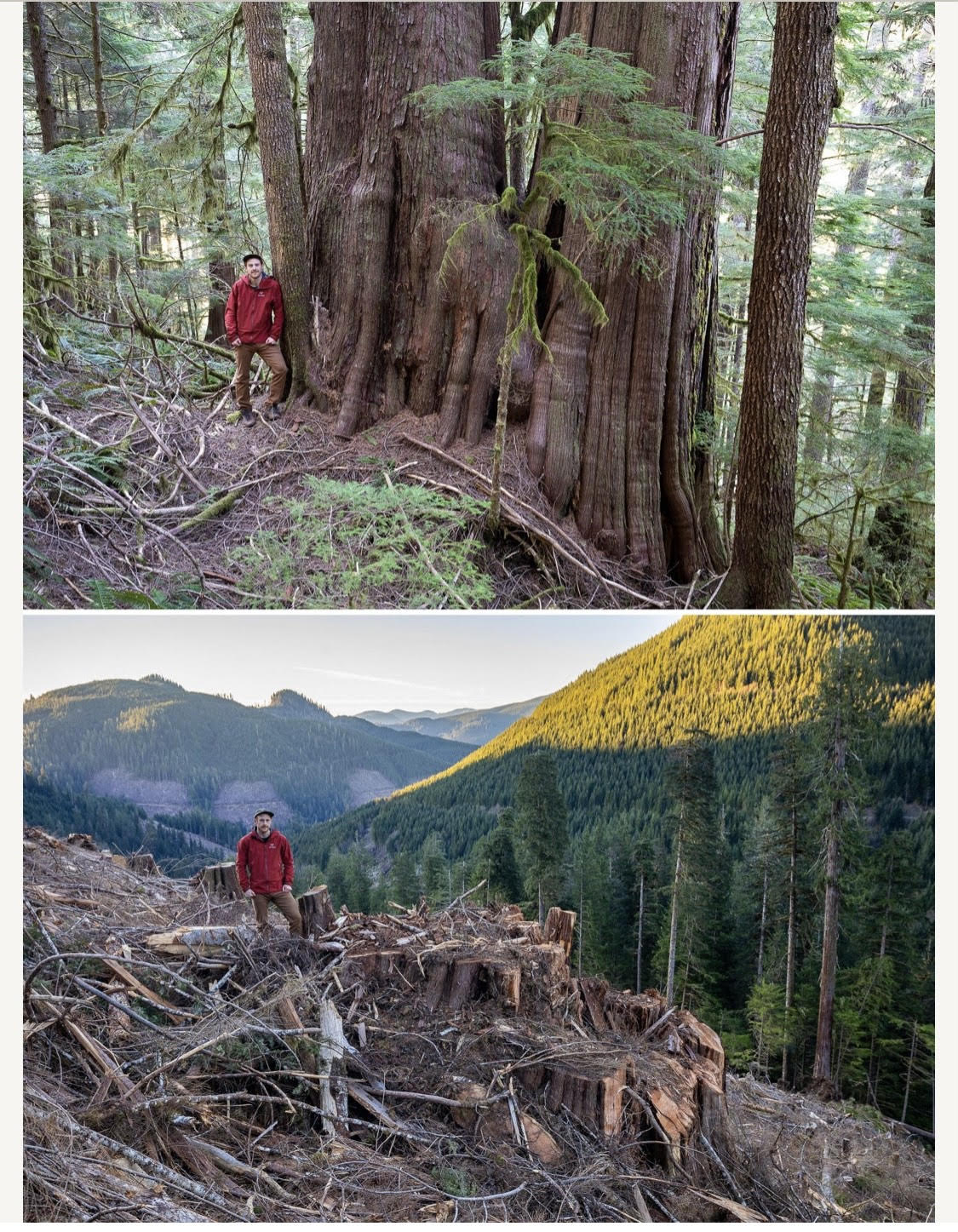 Big tree hunters: saving the last untouched areas of the planet ...