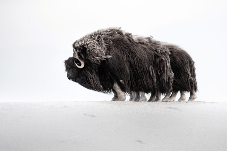 Muskoxen: the tundra’s ultimate survivors | Canadian Geographic