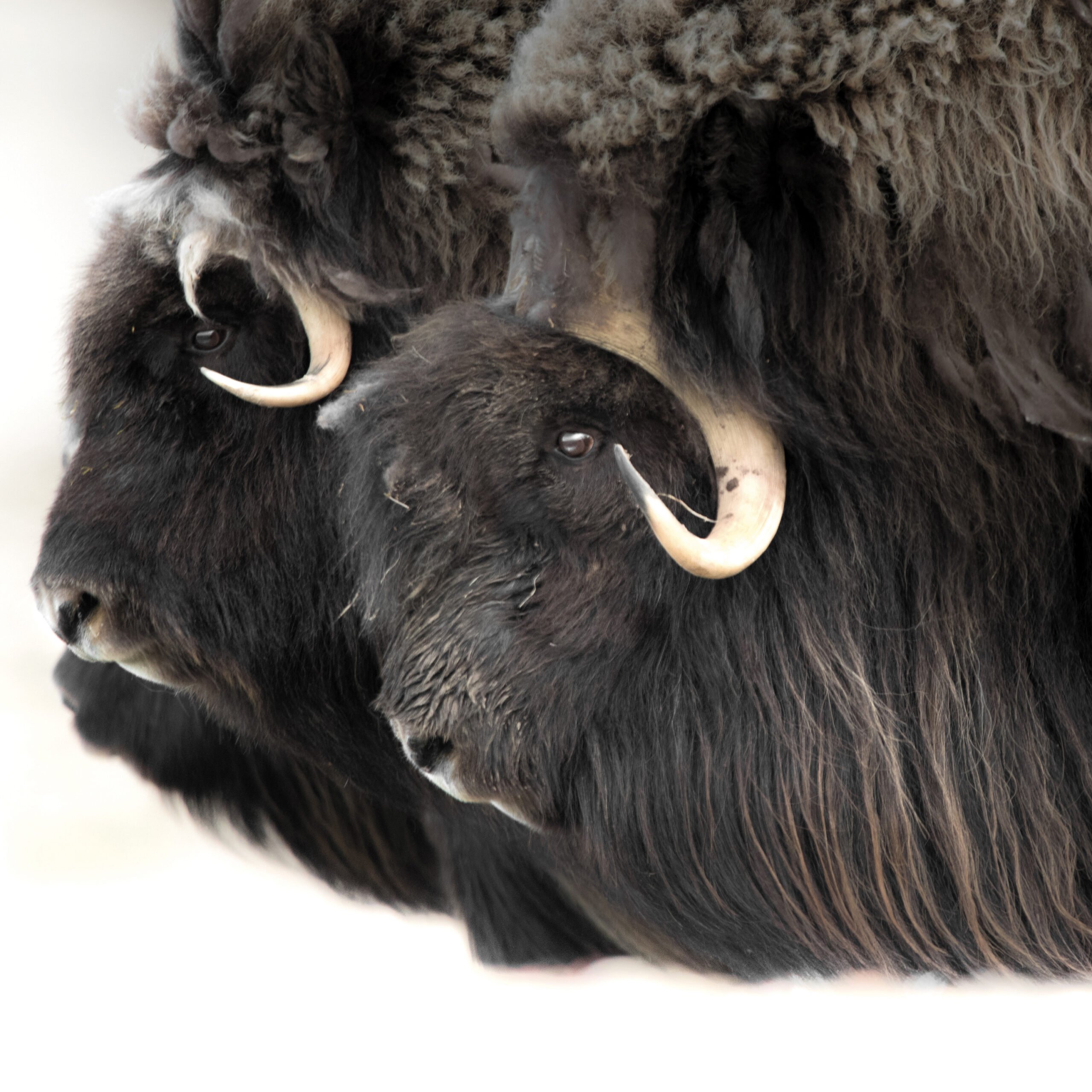Muskoxen: the tundra’s ultimate survivors | Canadian Geographic