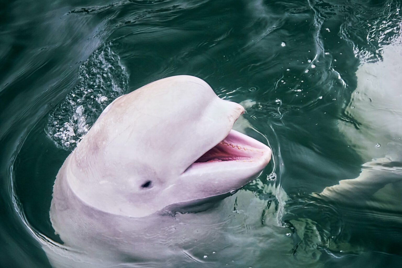 Wildlife Wednesday: do octopuses dream of underwater sheep? | Canadian ...