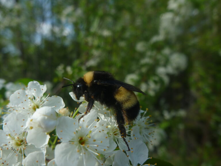 Working towards a wild pollinator strategy for Canada | Canadian Geographic