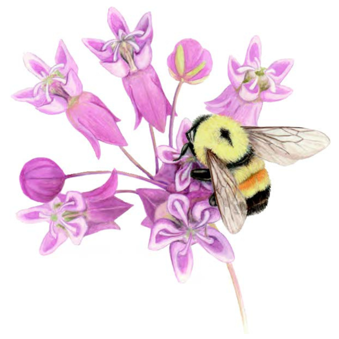 Working towards a wild pollinator strategy for Canada | Canadian Geographic