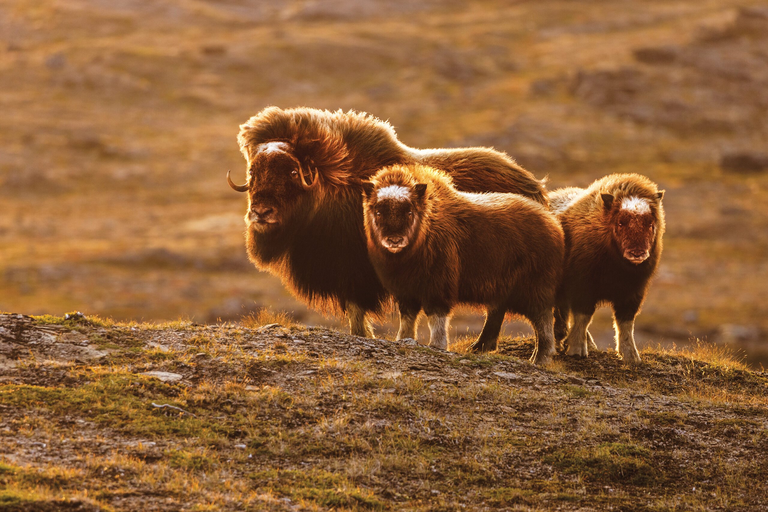 Muskoxen: the tundra’s ultimate survivors | Canadian Geographic