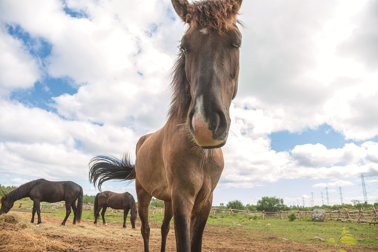 Farming the Greenbelt: five farms to visit in Ottawa | Canadian Geographic