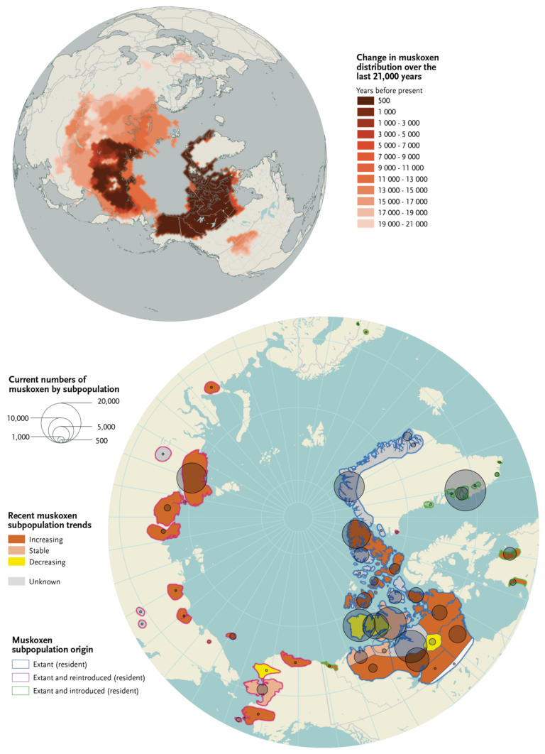Muskoxen: the tundra’s ultimate survivors | Canadian Geographic