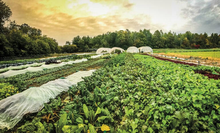 Farming the Greenbelt: five farms to visit in Ottawa | Canadian Geographic