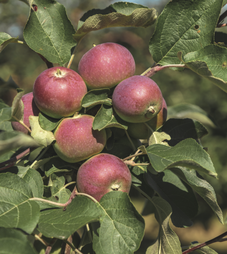 Farming the Greenbelt: five farms to visit in Ottawa | Canadian Geographic