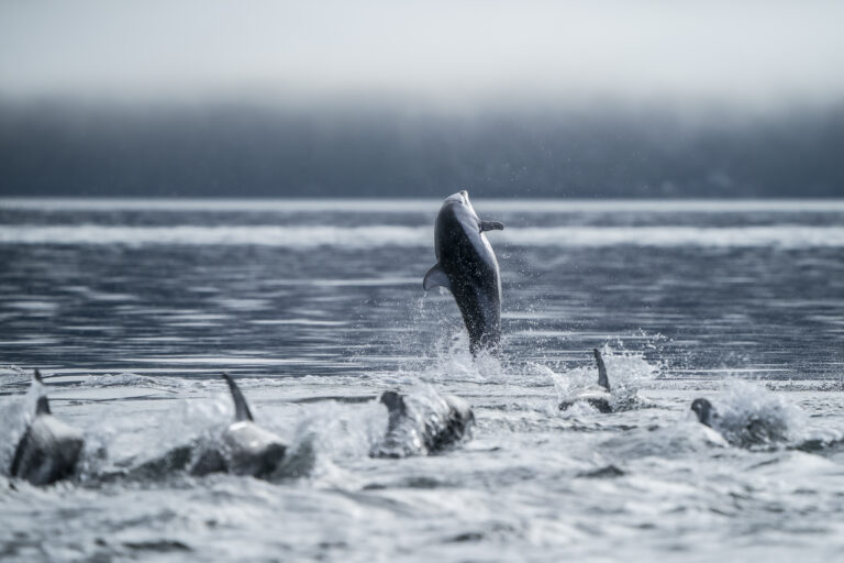 A labour of love: Using photo-identification to track Pacific white ...