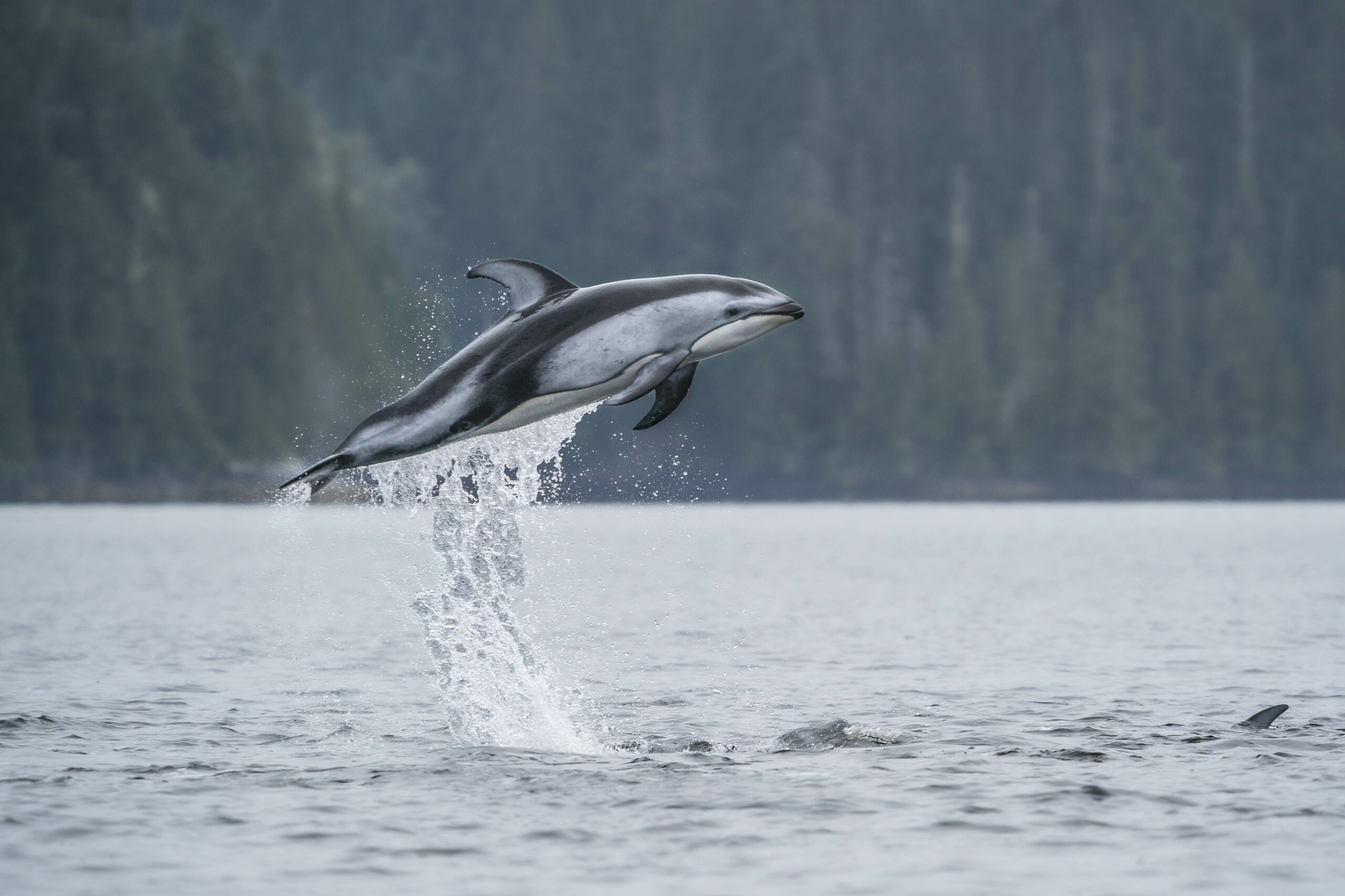 A labour of love: Using photo-identification to track Pacific white ...