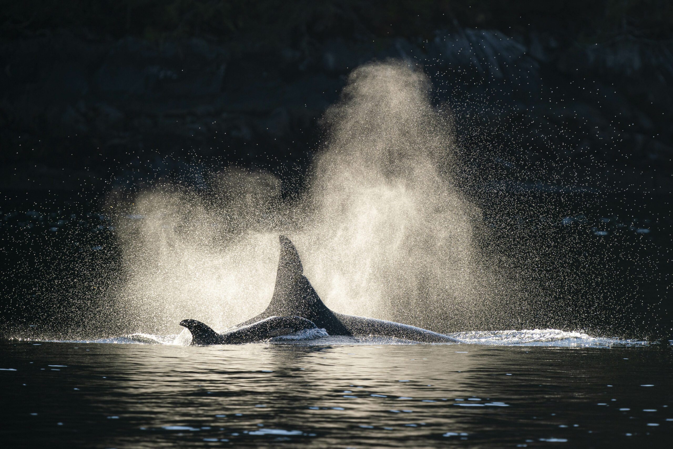 A labour of love: Using photo-identification to track Pacific white ...