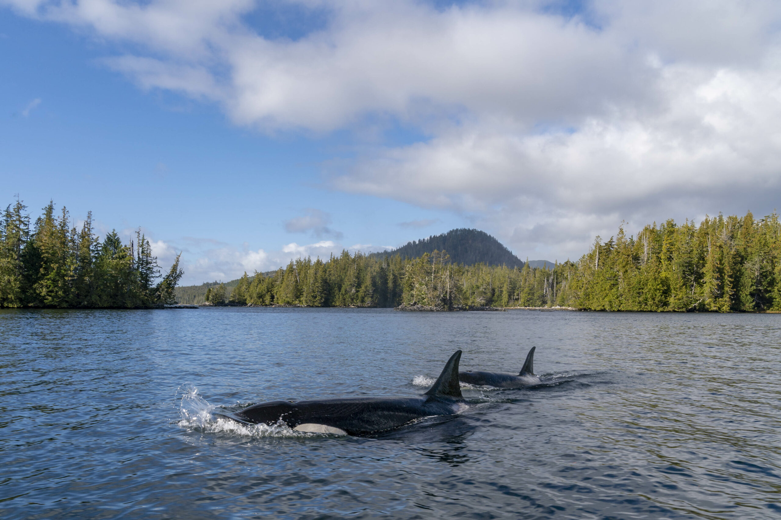 A labour of love: Using photo-identification to track Pacific white ...