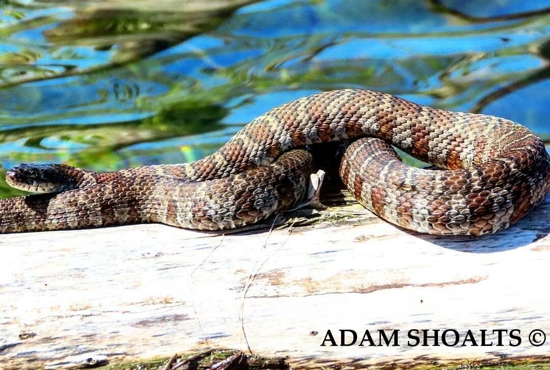 Adam Shoalts is on a mission to photograph every snake species native ...