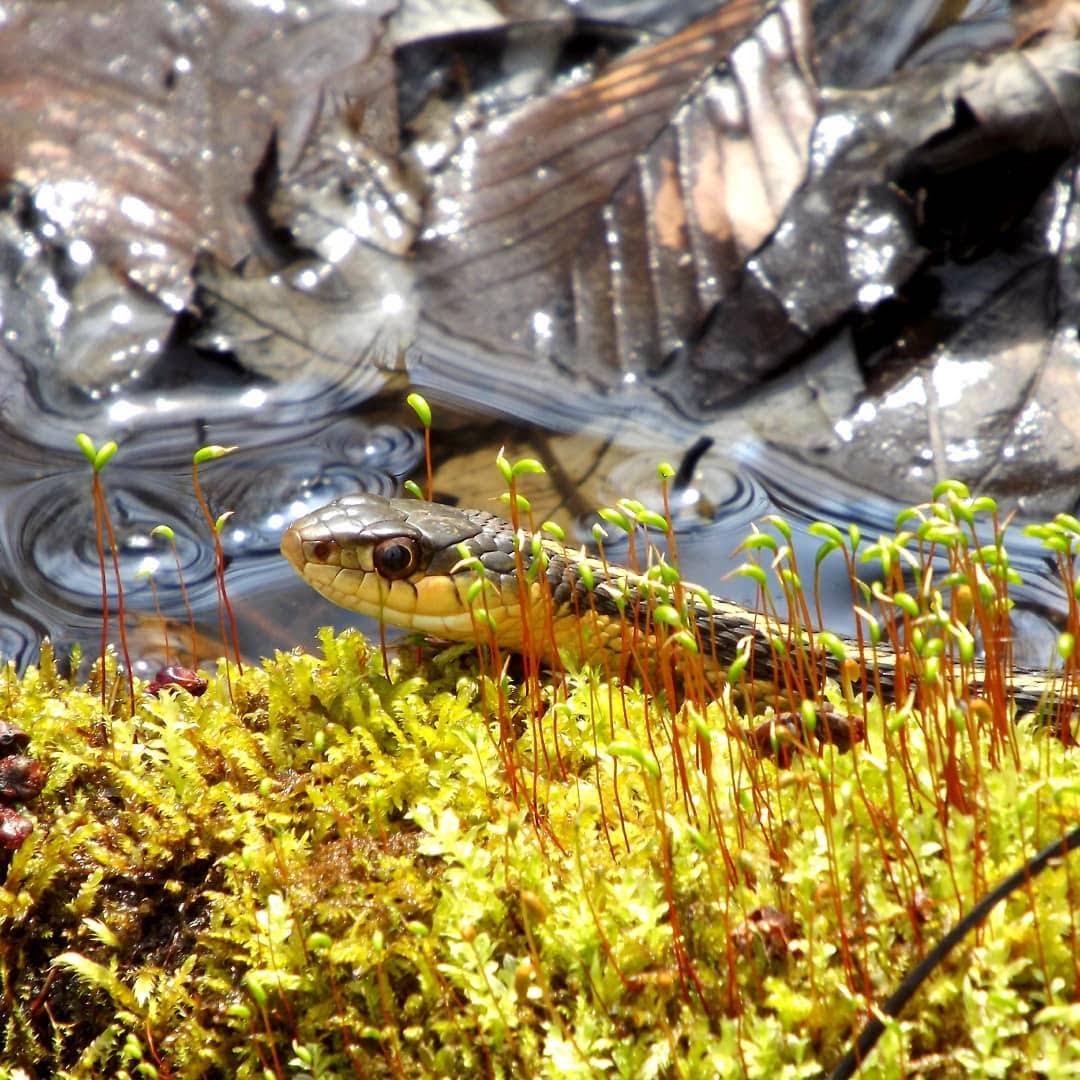 Adam Shoalts is on a mission to photograph every snake species native ...