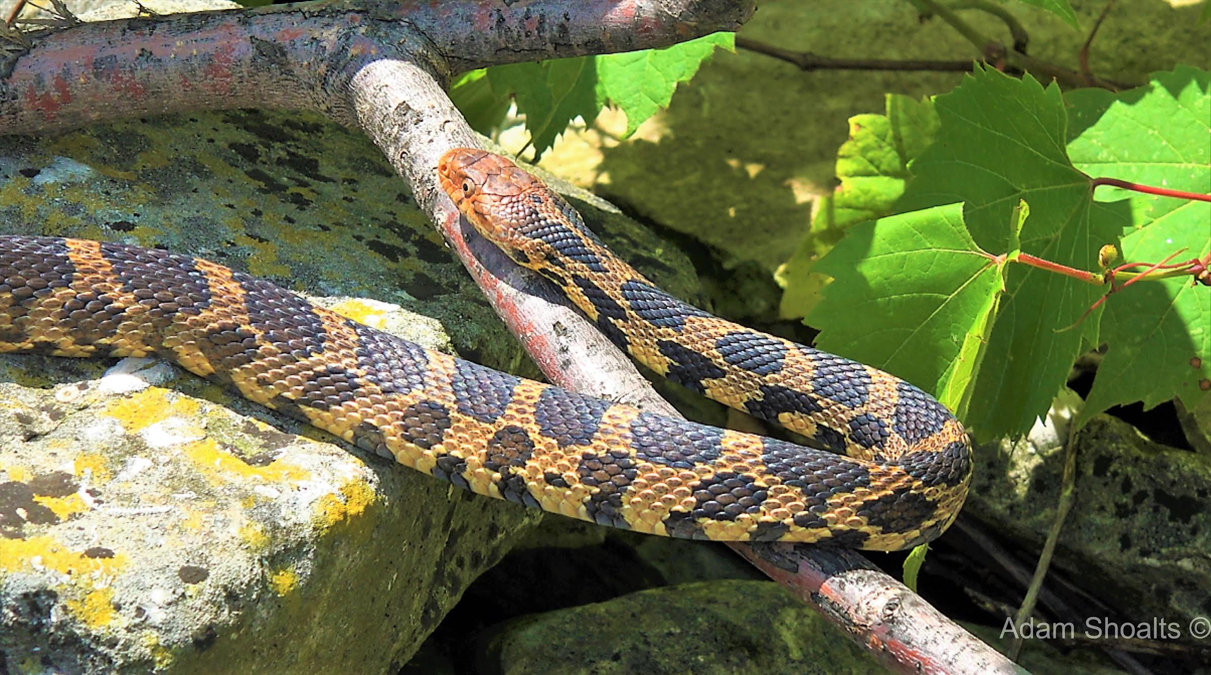 Adam Shoalts is on a mission to photograph every snake species native ...