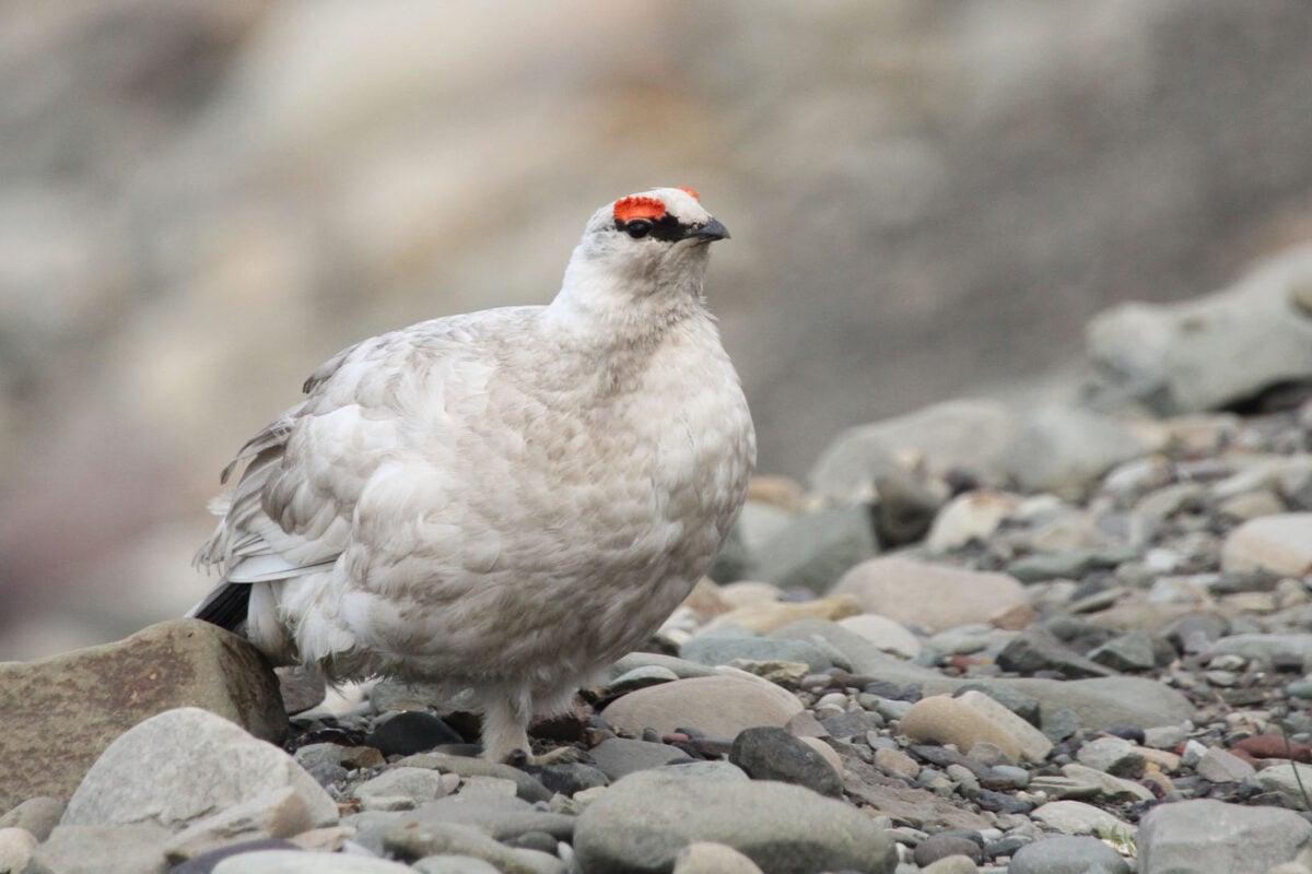 Rock Ptarmigan