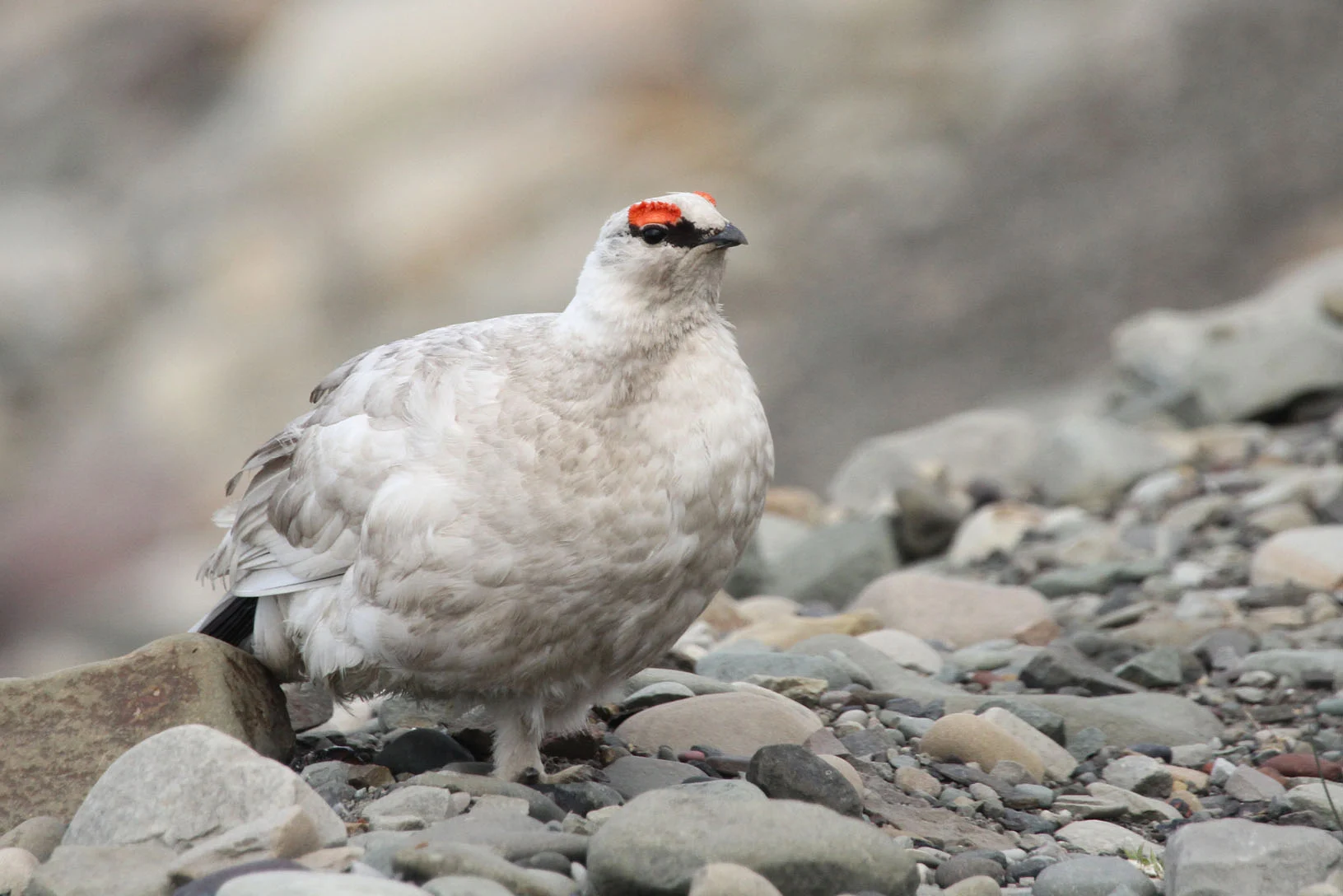 Animal Facts: Rock ptarmigan | Canadian Geographic