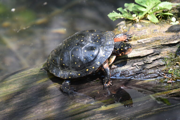 Animal Facts: Spotted turtle | Canadian Geographic