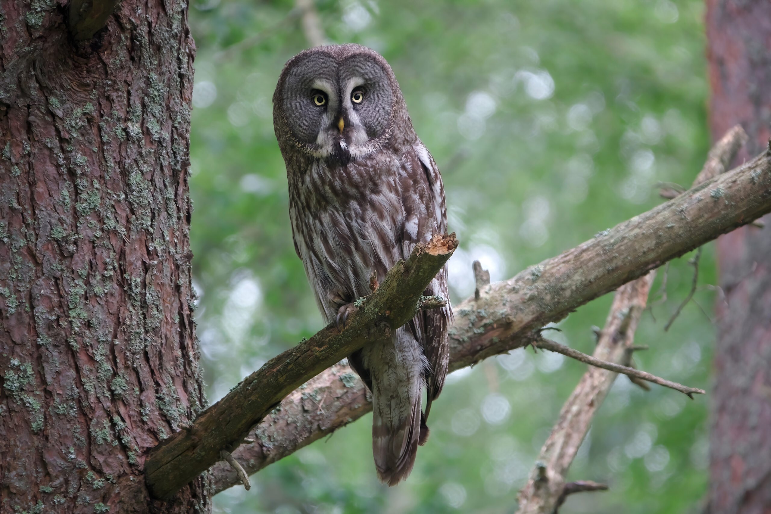 Animal Facts: Great grey owl | Canadian Geographic