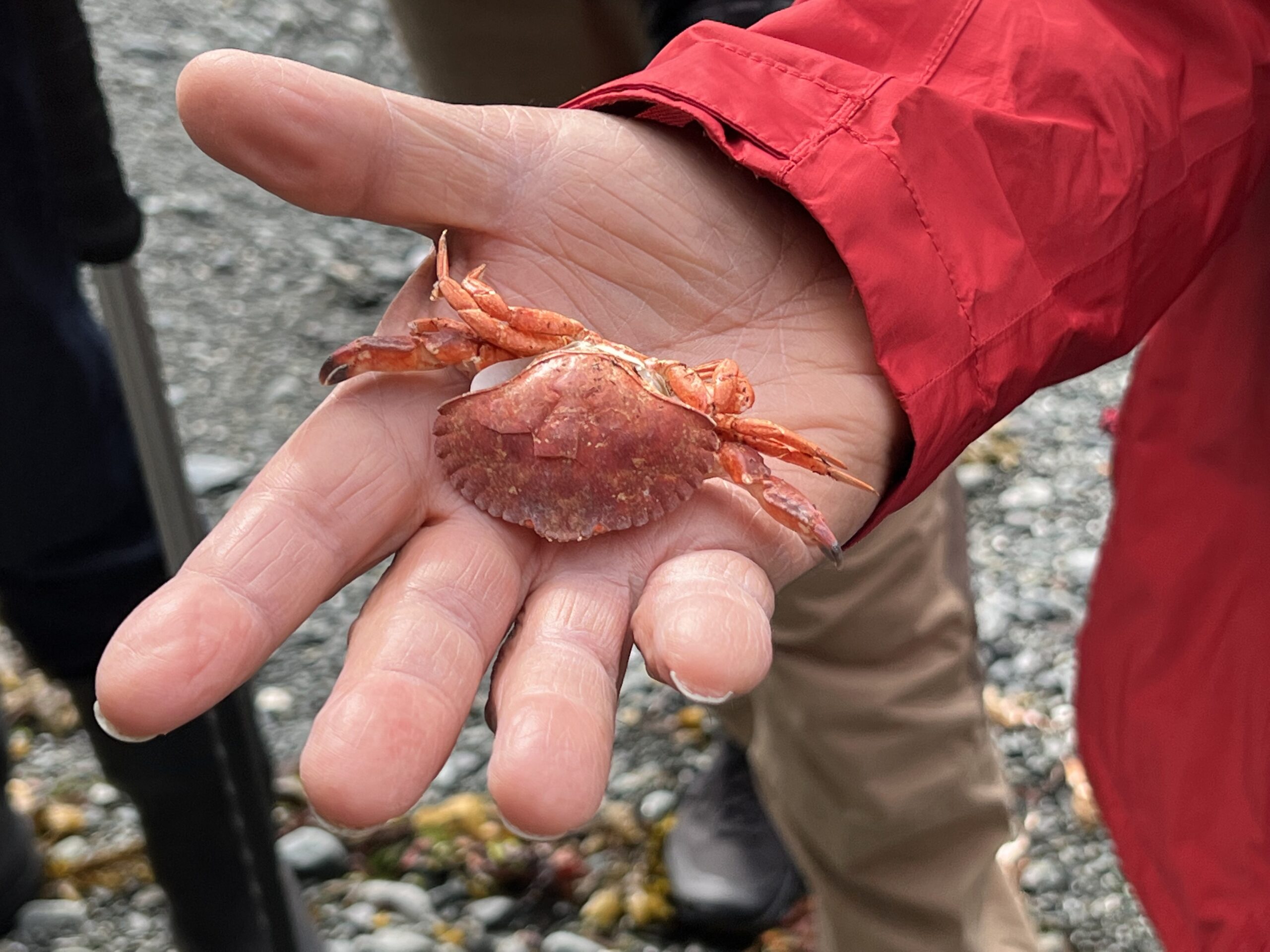 Kim Gray shares her journey chasing wonder in Haida Gwaii | Canadian ...