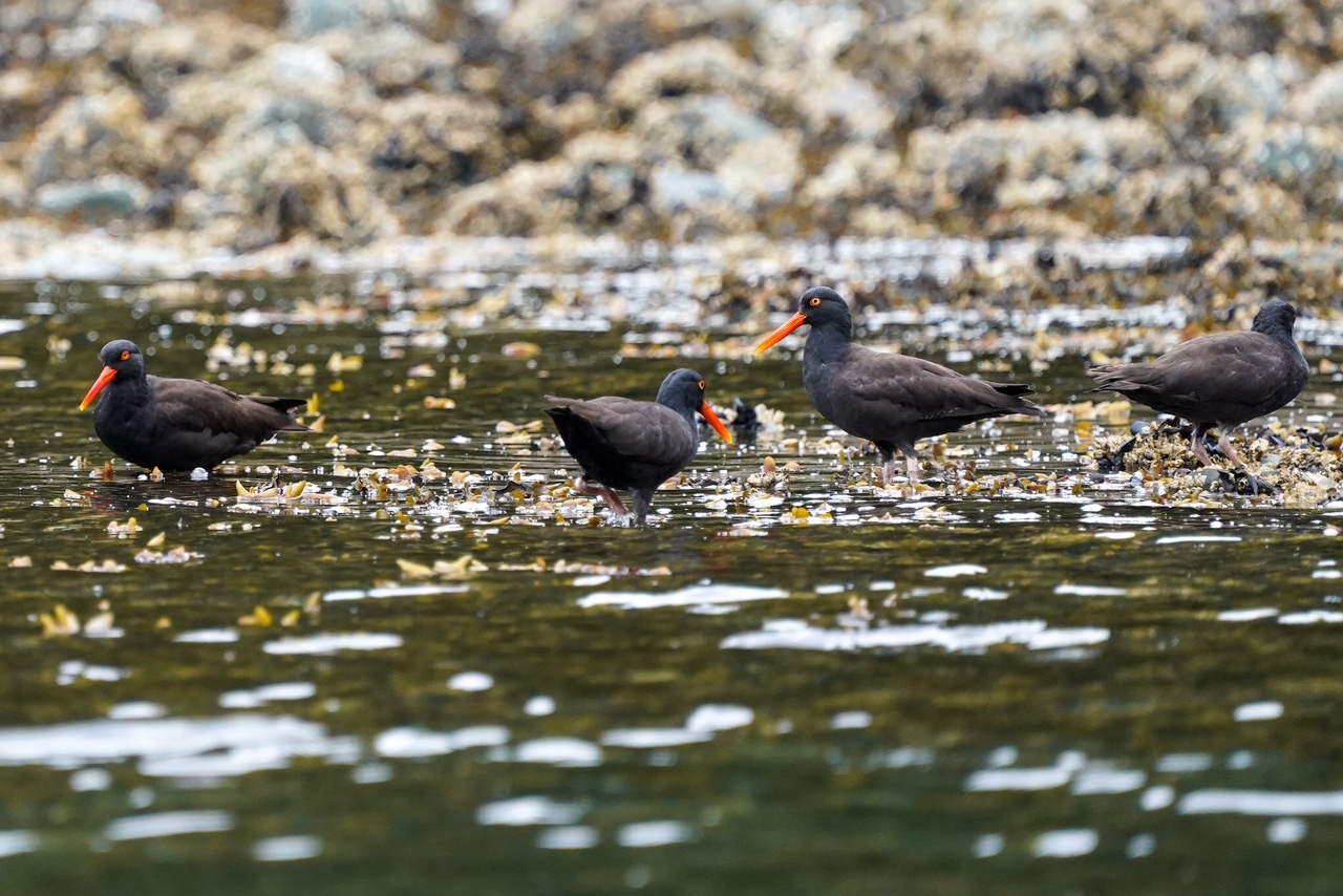 Kim Gray shares her journey chasing wonder in Haida Gwaii | Canadian ...