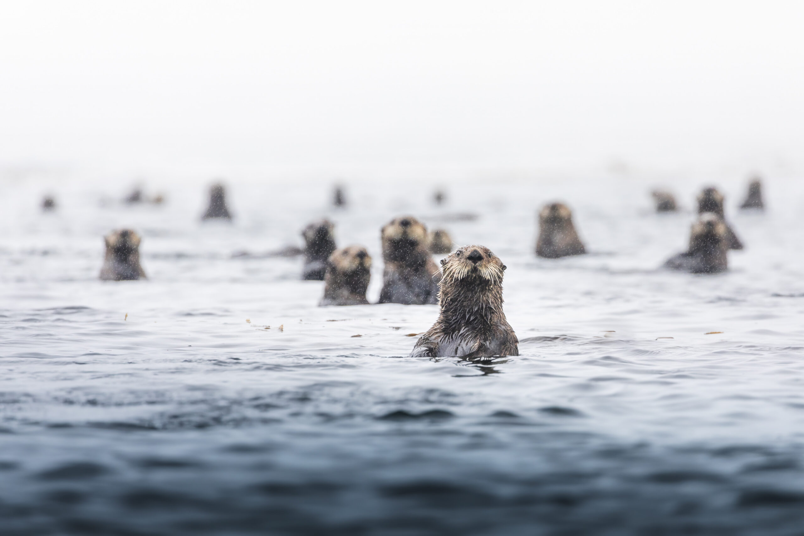 Announcing the winners of the 2023 Canadian Wildlife Photography of the ...