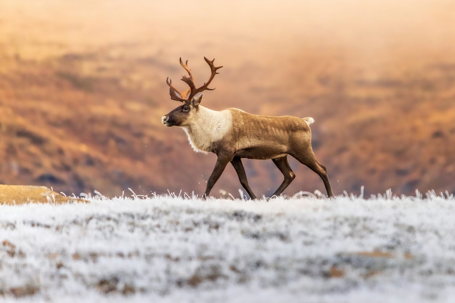 Announcing the winners of the 2023 Canadian Wildlife Photography of the ...
