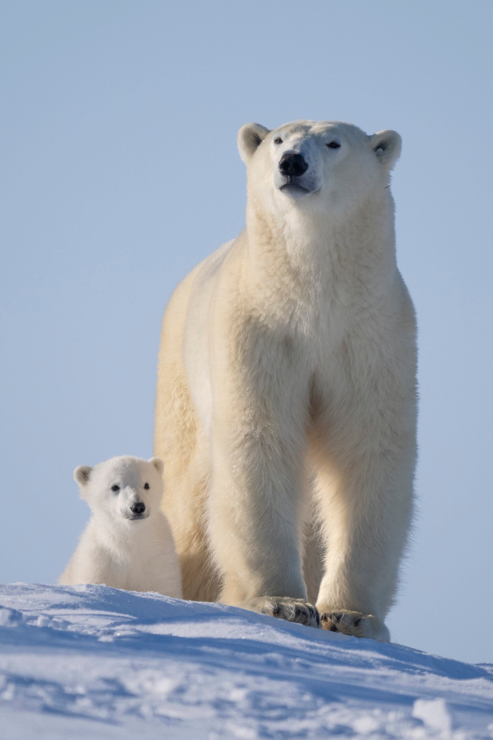 The ice walkers: Canada’s polar bears | Canadian Geographic