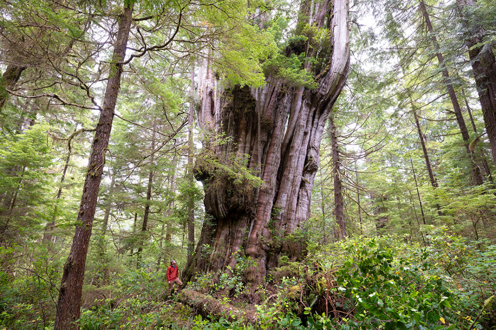 Wildlife Wednesday: B.C. big tree hunter finds “Canada’s most ...