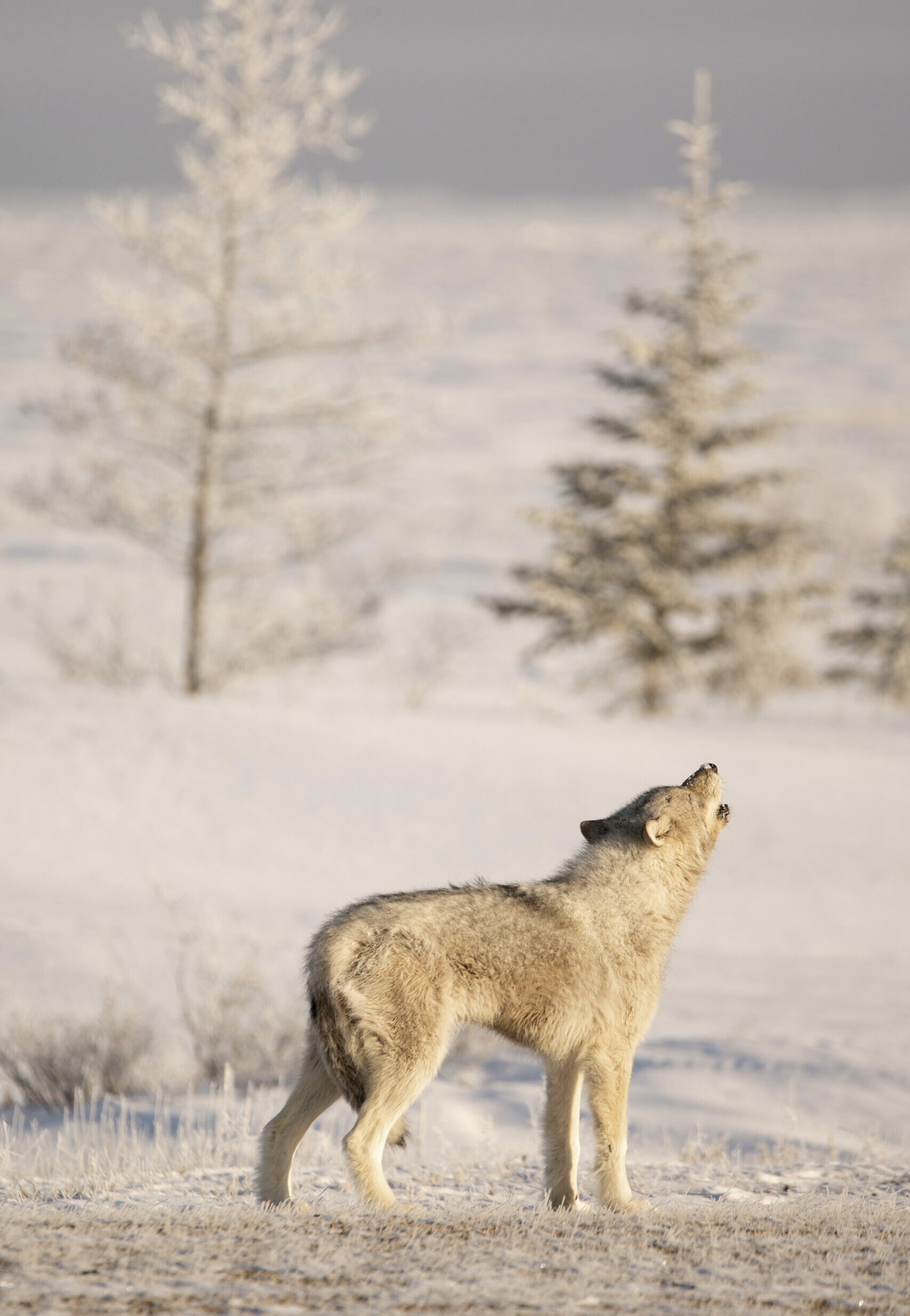 Opoyastin: Wolves of the big wind | Canadian Geographic