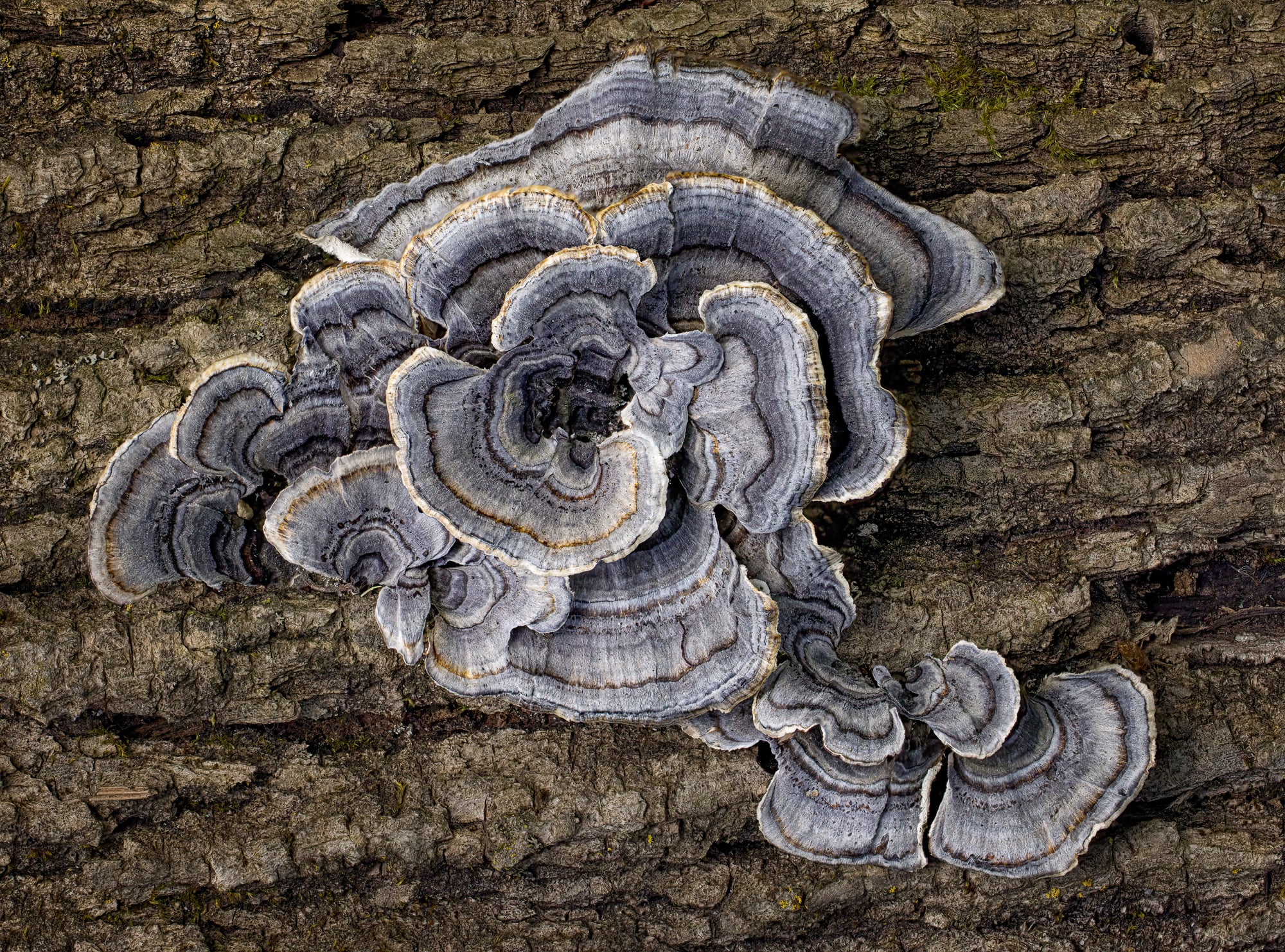 Into the fungiverse | Canadian Geographic