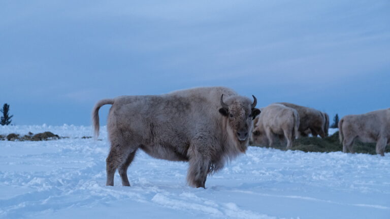Métis Crossing, Alberta’s first Métis cultural destination | Canadian ...