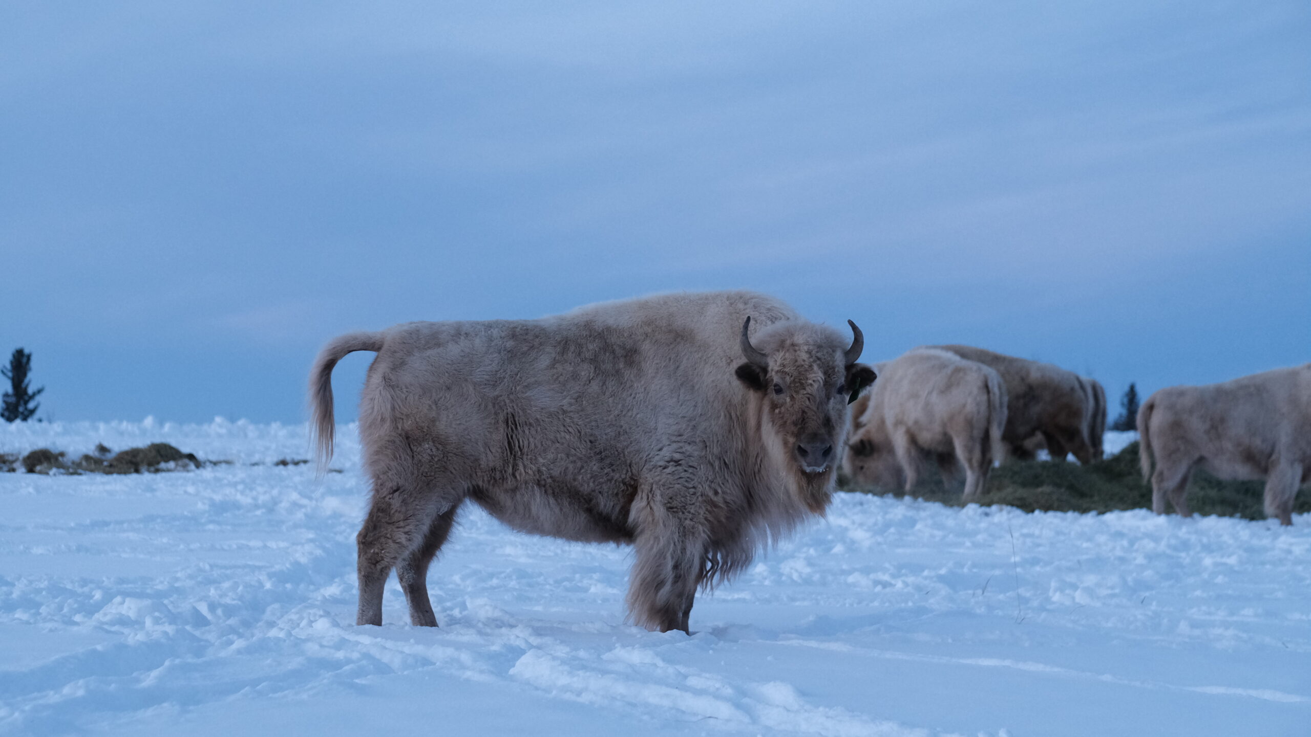 Métis Crossing, Alberta’s first Métis cultural destination | Canadian ...